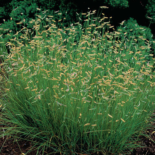 Blue Grama Grass | Cache Valley Native Plants