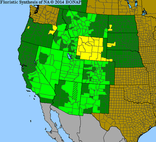 Limber Pine 'NiceIam' | Cache Valley Native
