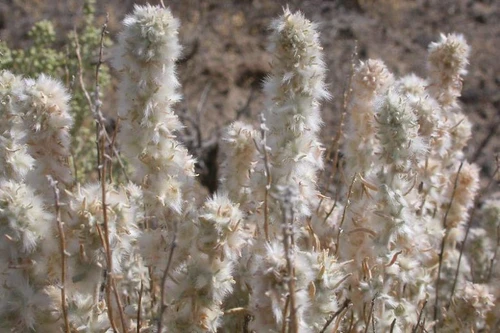 Winterfat | Cache Valley Native Plants