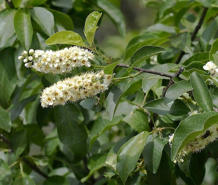 Chokecherry | Cache Valley Native