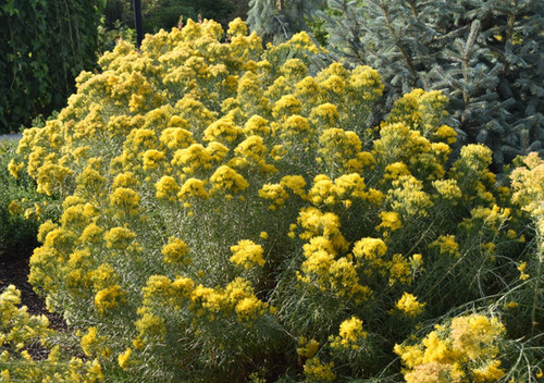 Rubber Rabbitbrush | Cache Valley Native Plants