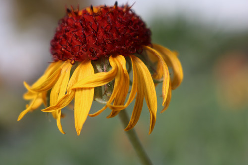 Red Dome Blanketflower | Cache Valley Native Plants