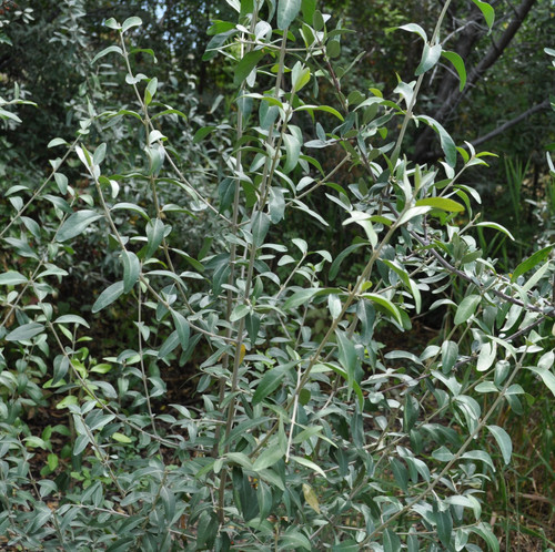 Silver Buffaloberry | Cache Valley Native Plants