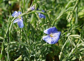 Blue Flax | Cache Valley Native Plants