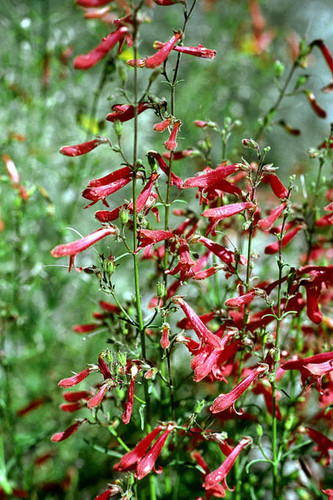 Bridges' Penstemon | Cache Valley Native Plants