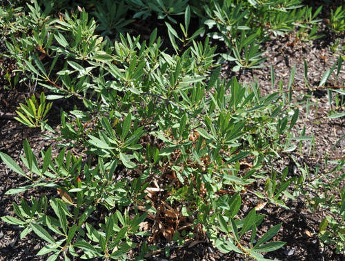 Western Sand Cherry 'Pawnee Buttes' | Cache Valley Native Plants