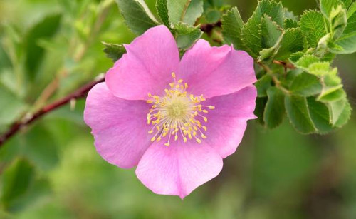 Wood's Rose | Cache Valley Native Plants