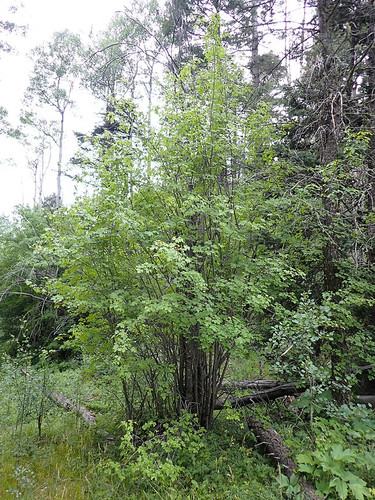 Rocky Mountain Maple | Cache Valley Native Plants