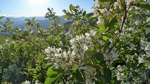 Saskatoon Serviceberry | Cache Valley Native Plants