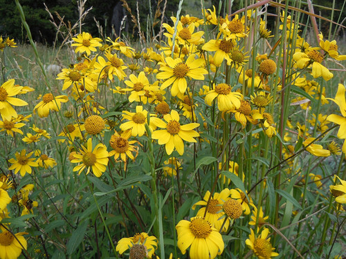 Showy Goldeneye Seed | Cache Valley Native Plants