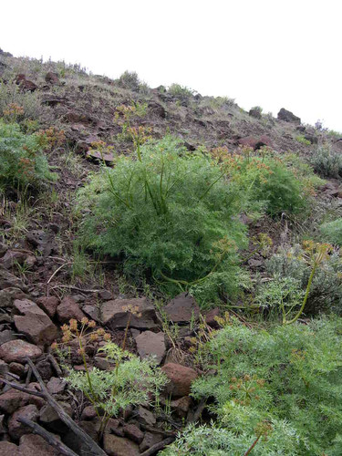 Fernleaf Biscuitroot Seed | Cache Valley Native Plants