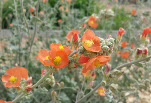 Munro's Globemallow | Cache Valley Native Plants