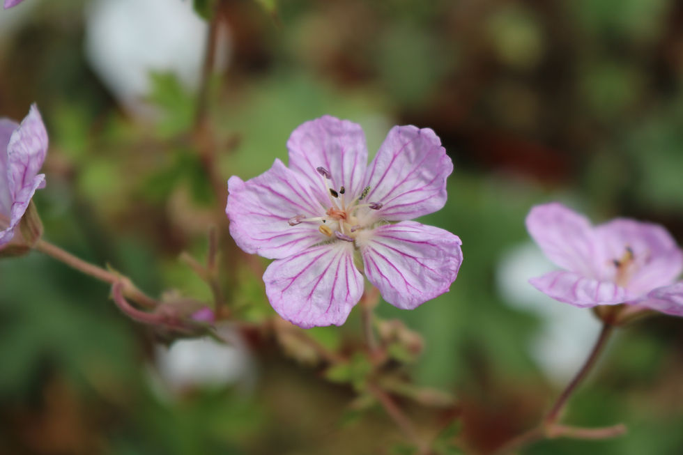 Sticky Geranium | Cache Valley Native