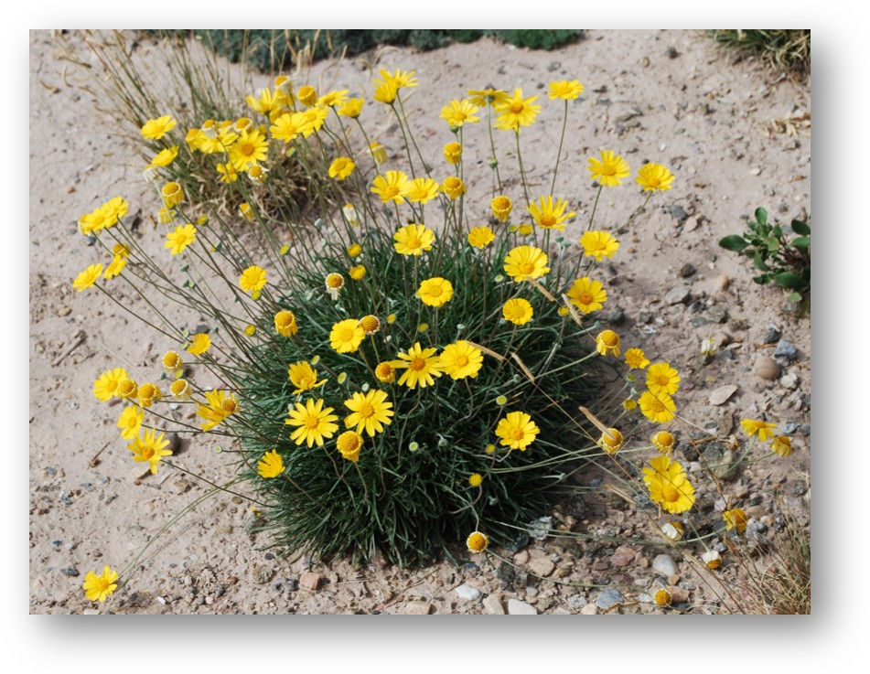 Sol Dancer Daisy | Cache Valley Native