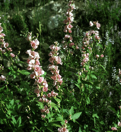 Maple Mallow | Cache Valley Native Plants