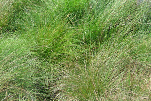 Idaho Fescue | Cache Valley Native Plants