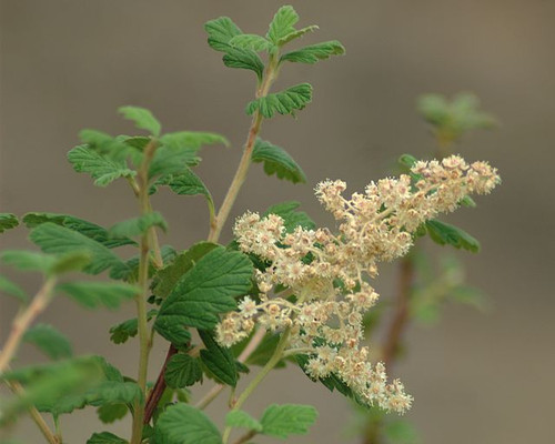 Rock Spirea | Cache Valley Native Plants