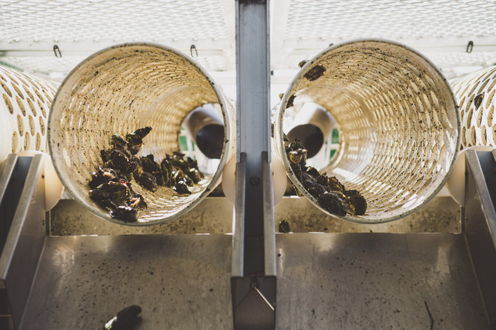 Pipeclay Lagoon | Tasmanian Oyster Co.