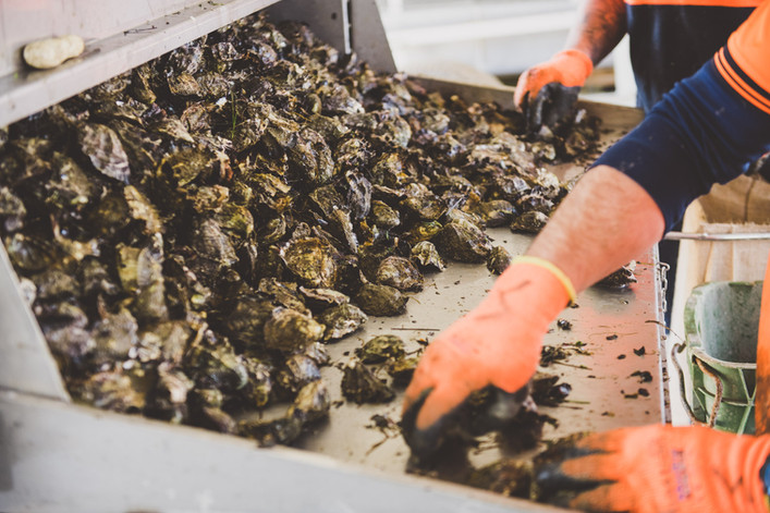 Pipeclay Lagoon | Tasmanian Oyster Co.