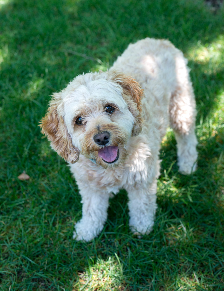 Products | mainescape