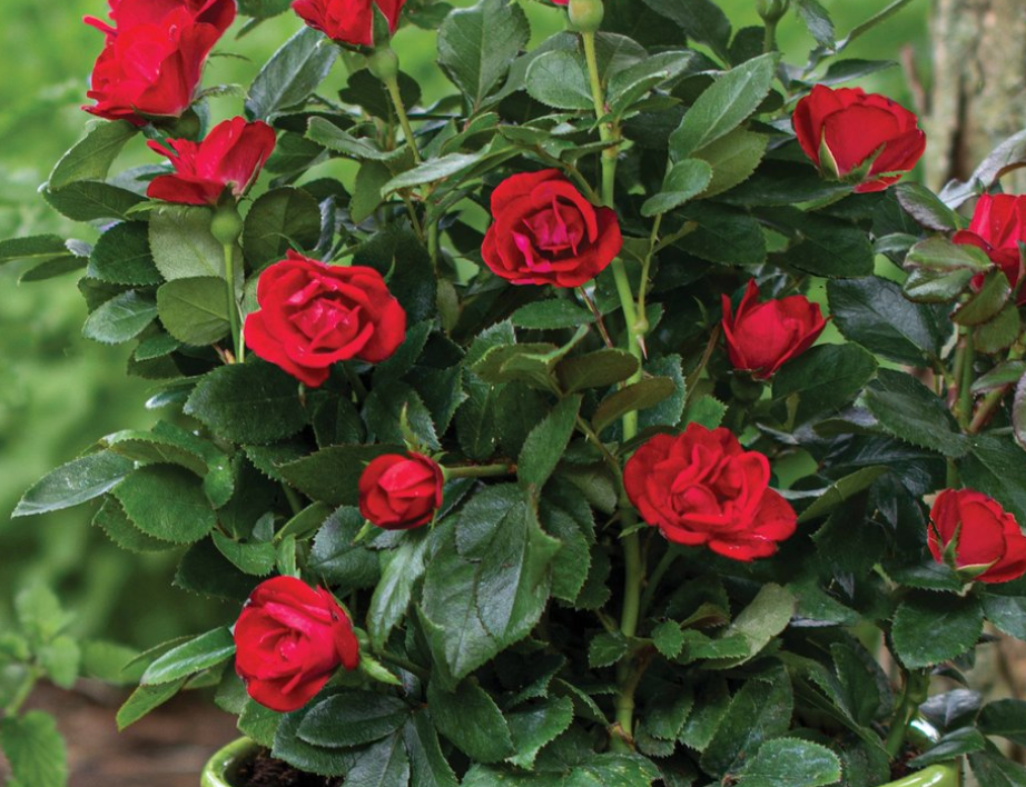 Petite Knock Out Rose