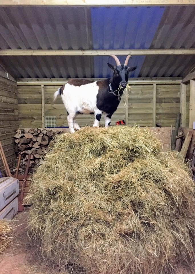 Quality made Stables | Devonshire Stables | England