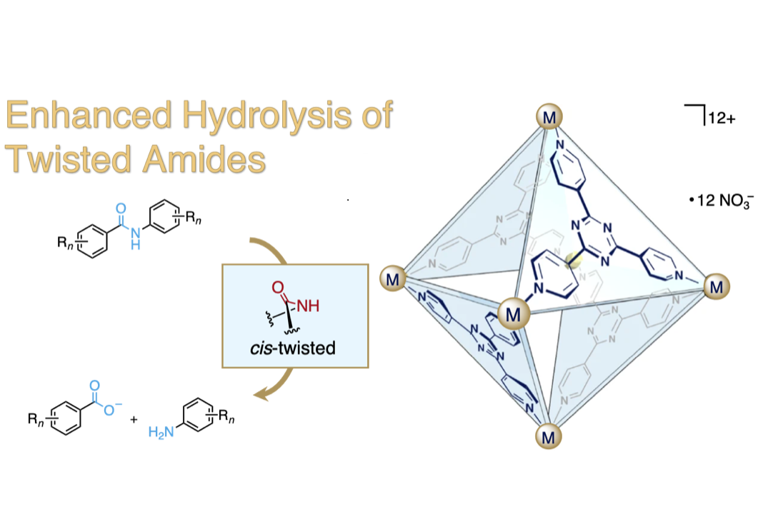 169. Hydrolysis of Twisted Amides inside a Self-Assembled Coordination Cage
