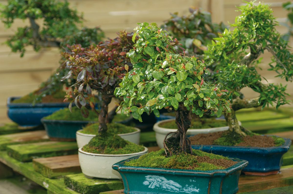 Où mettre son bonsaï ? | Jardin Press | Livres du bonsaï et de la ...