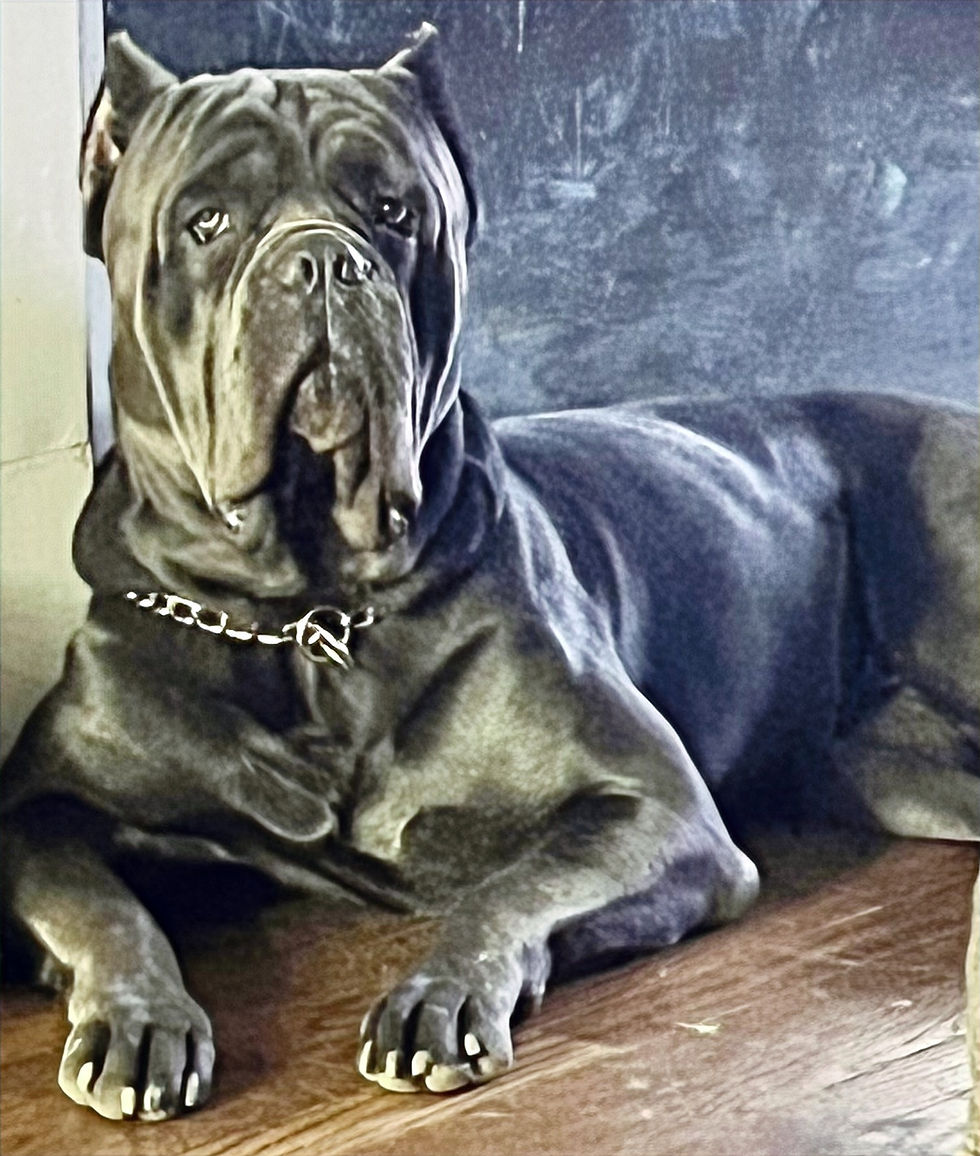 Home | Cane Corso Syndicate