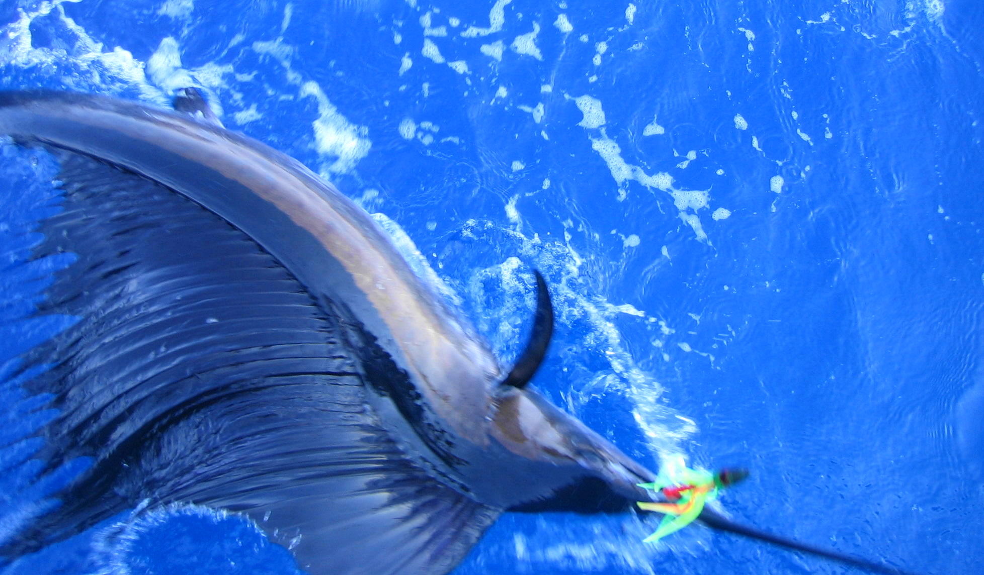 Rigged and Unrigged Lures