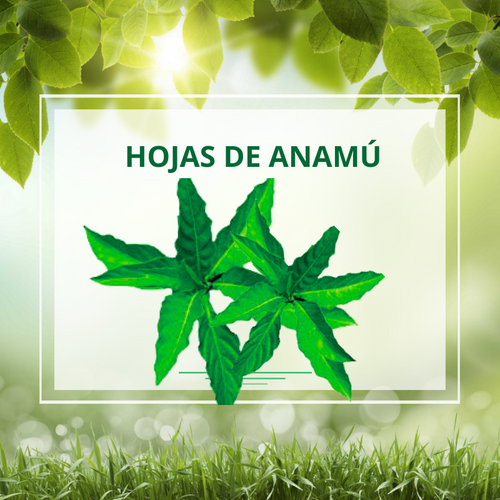 Hojas de Anamú | Centro Naturista