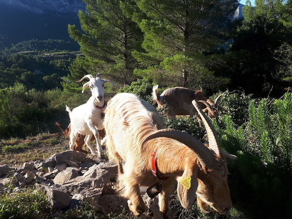 Trails | Euro Goat Trekkers