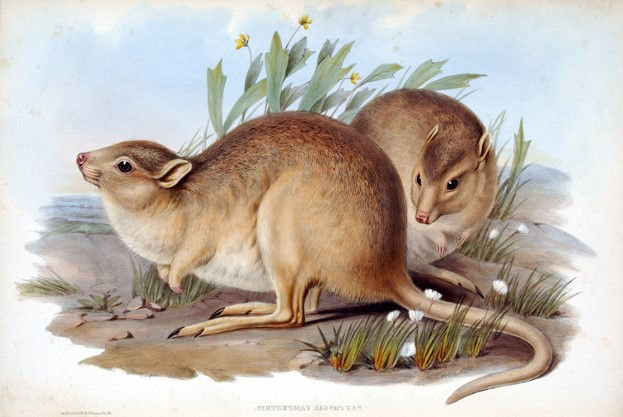 Desert rat kangaroo | superbugtom