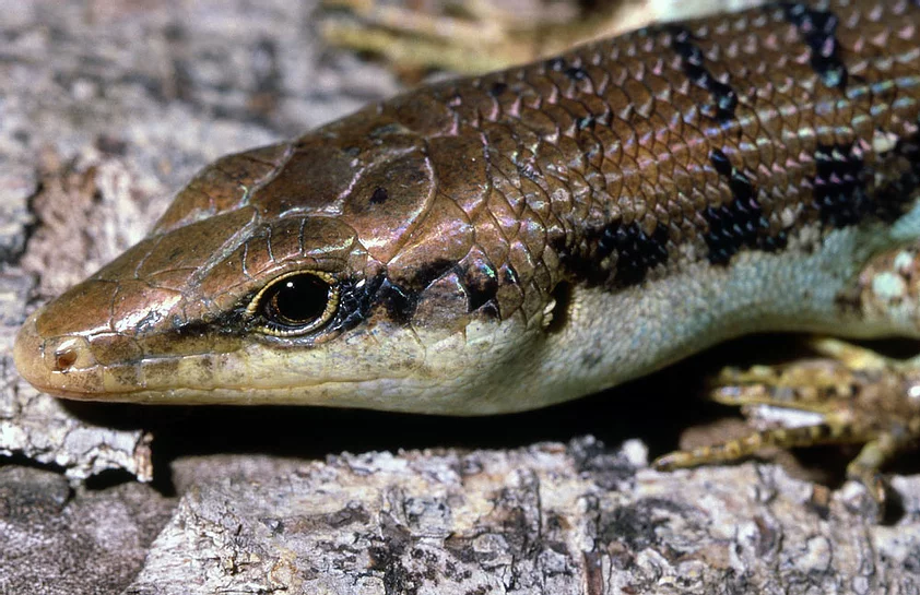 Tongan giant skink | superbugtom
