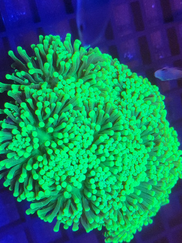 Incredible Hulk Torch 10 heads | Sunshine Coast Corals
