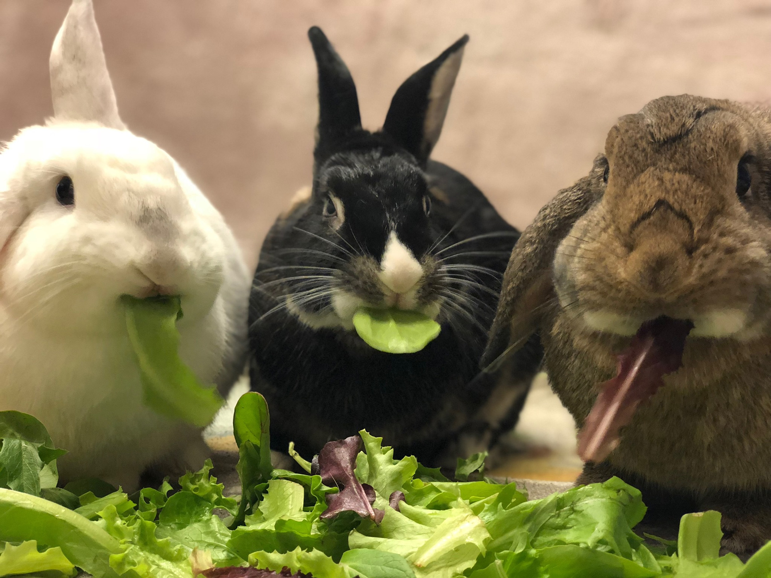 Adoption Guidelines | Respect for Rabbits