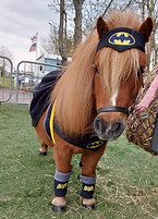 Horseriding | Scooty Wootys Pony Parties | England