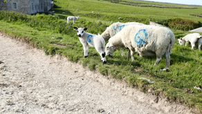 Farm Vets Devon - Livestock Health. Lifetime Productivity