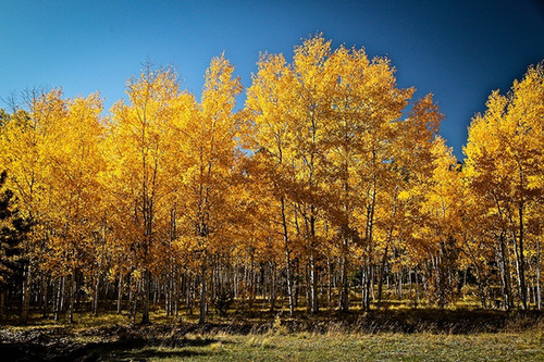 Dancing Flame Quaking Aspen | Plumline