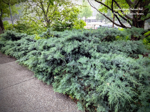 Deer Resistant: Evergreen Shrubs & Grasses | Plumline