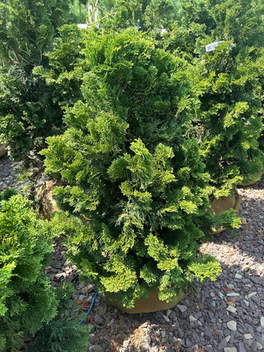 Chamaecyparis obtusa 'Compacta' - Compact Hinoki Cypress | Plumline