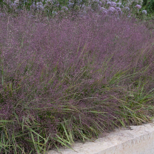 Eragrostis spectabilis - Purple Lovegrass | Plumline