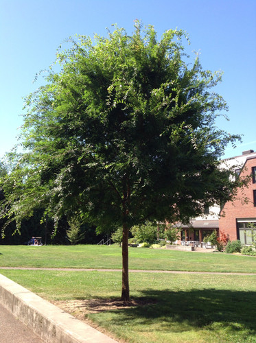 Ulmus parvifolia 'Emer II' - Allee Chinese Elm | Plumline
