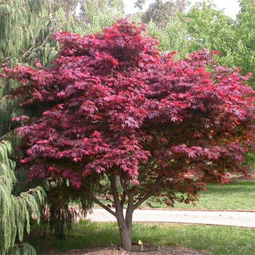 Acer palmatum 'Hefner's Red' - Hefner's Red Japanese Maple | Plumline