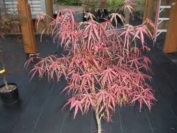 Acer palmatum 'Red Spider' - Red Spider Japanese Maple | Plumline