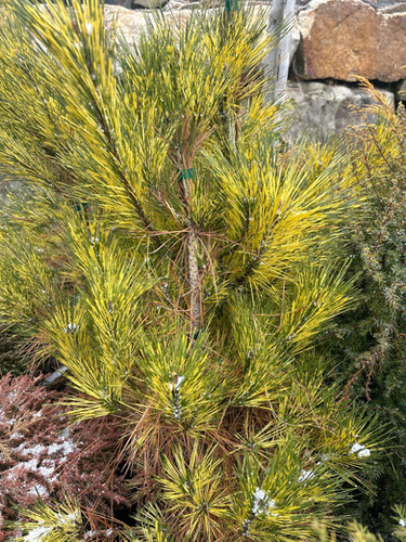 Pinus densiflora 'Burke's Red' - Burke's Red Variegated Japanese Pine ...