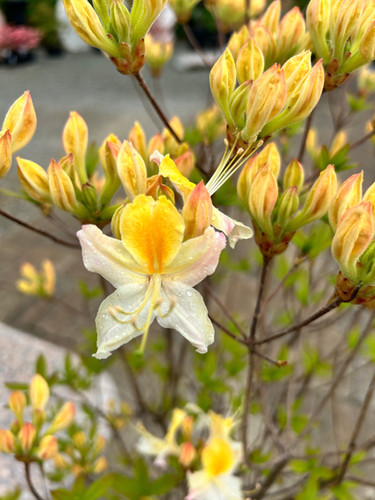 Azalea 'Lemon Lights' - Lemon Lights deciduous Azalea | Plumline
