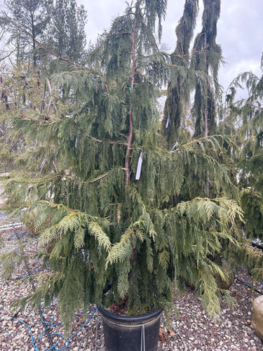 Blue Weeping Alaskan Cedar - Chamaecyparis nootkatensis 'Glauca Pendula ...