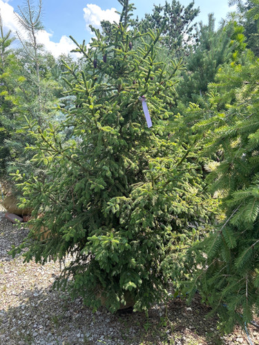 Picea purpurea - Purple Cone Spruce | Plumline