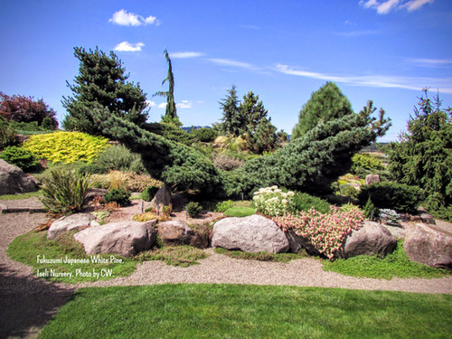 Pinus parviflora 'Fukuzumi' - Fuku-Zu-Mi Japanese White Pine | Plumline